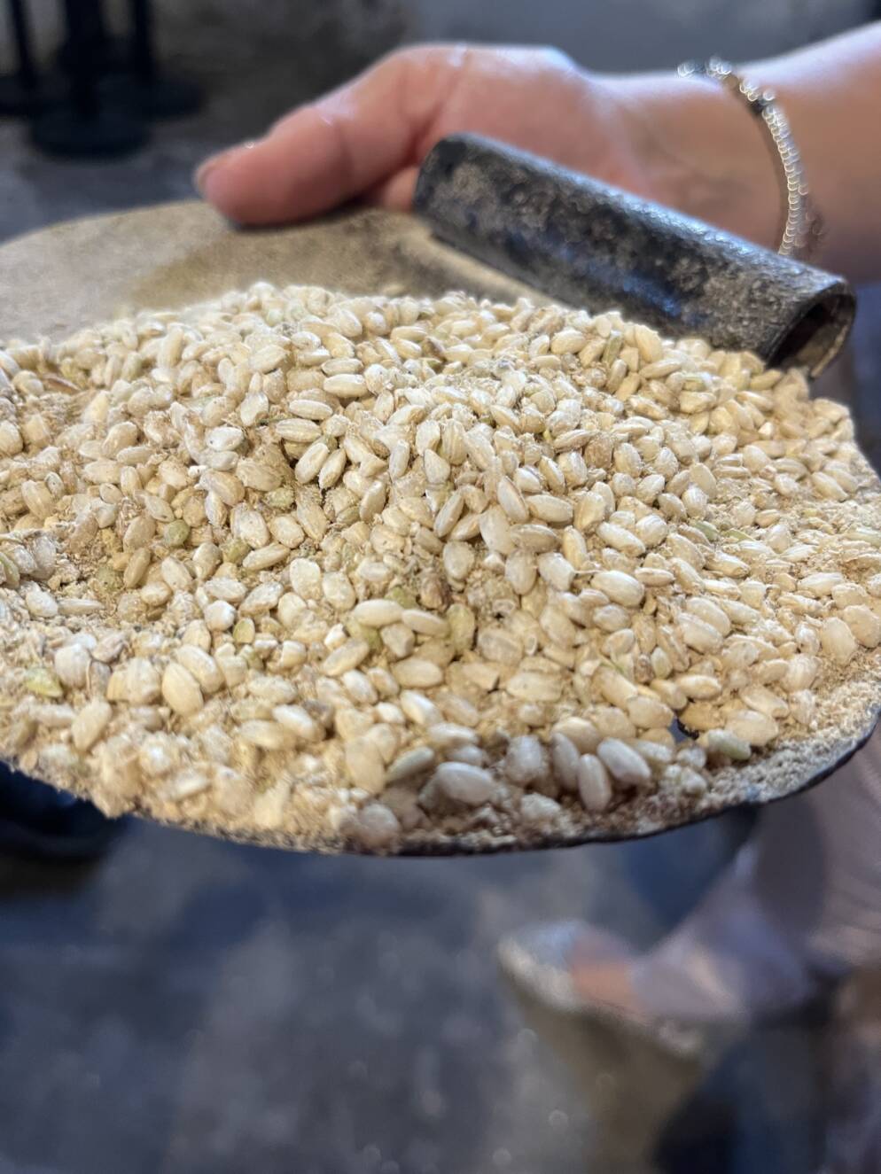 Four Centuries of Risotto - Philadelphia Jewish Exponent